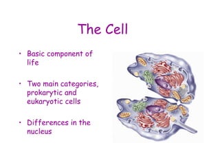Biological information transfer | PPT