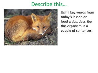 3.1 food webs_all_around | PPTX