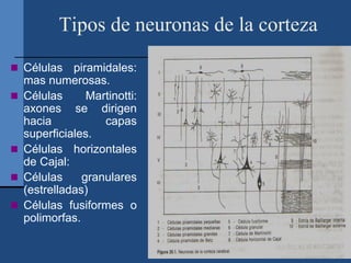 3.corteza cerebral | PDF