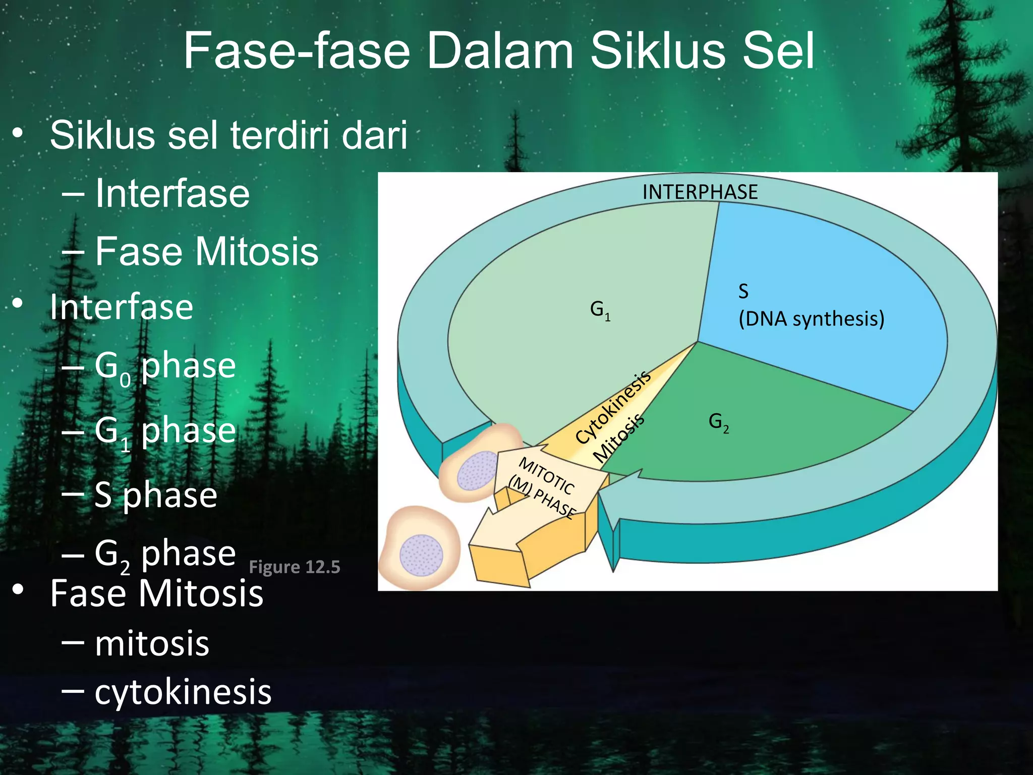 3. siklus sel | PPT
