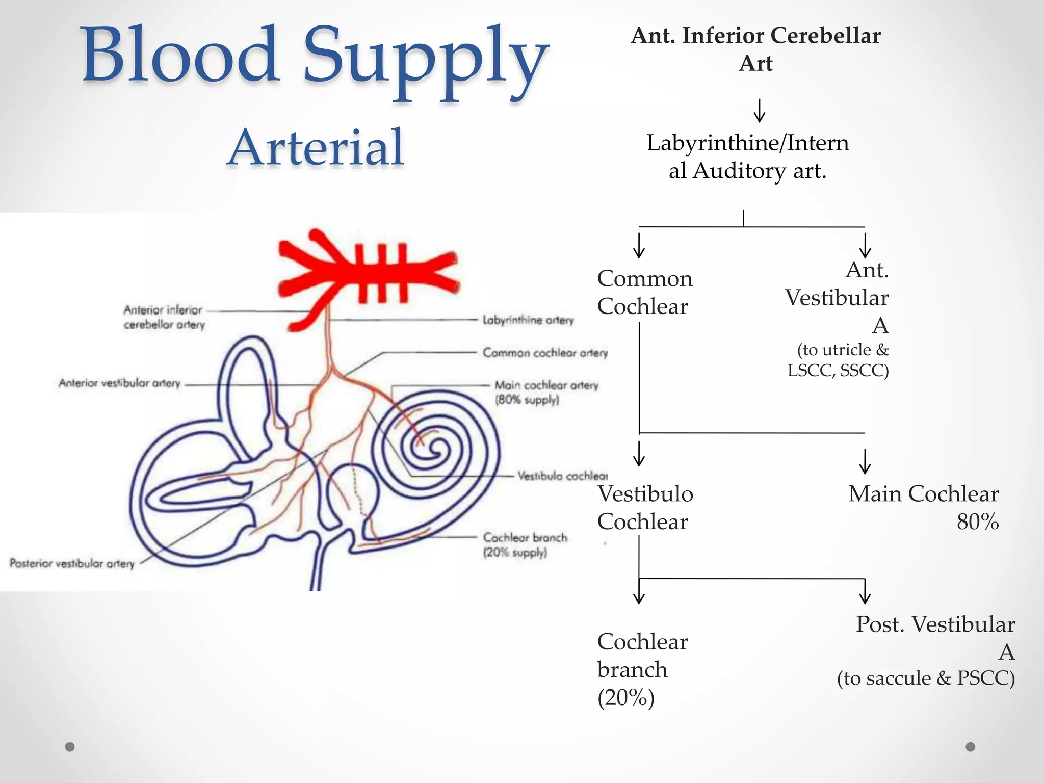 Anatomy of inner ear | PPTX