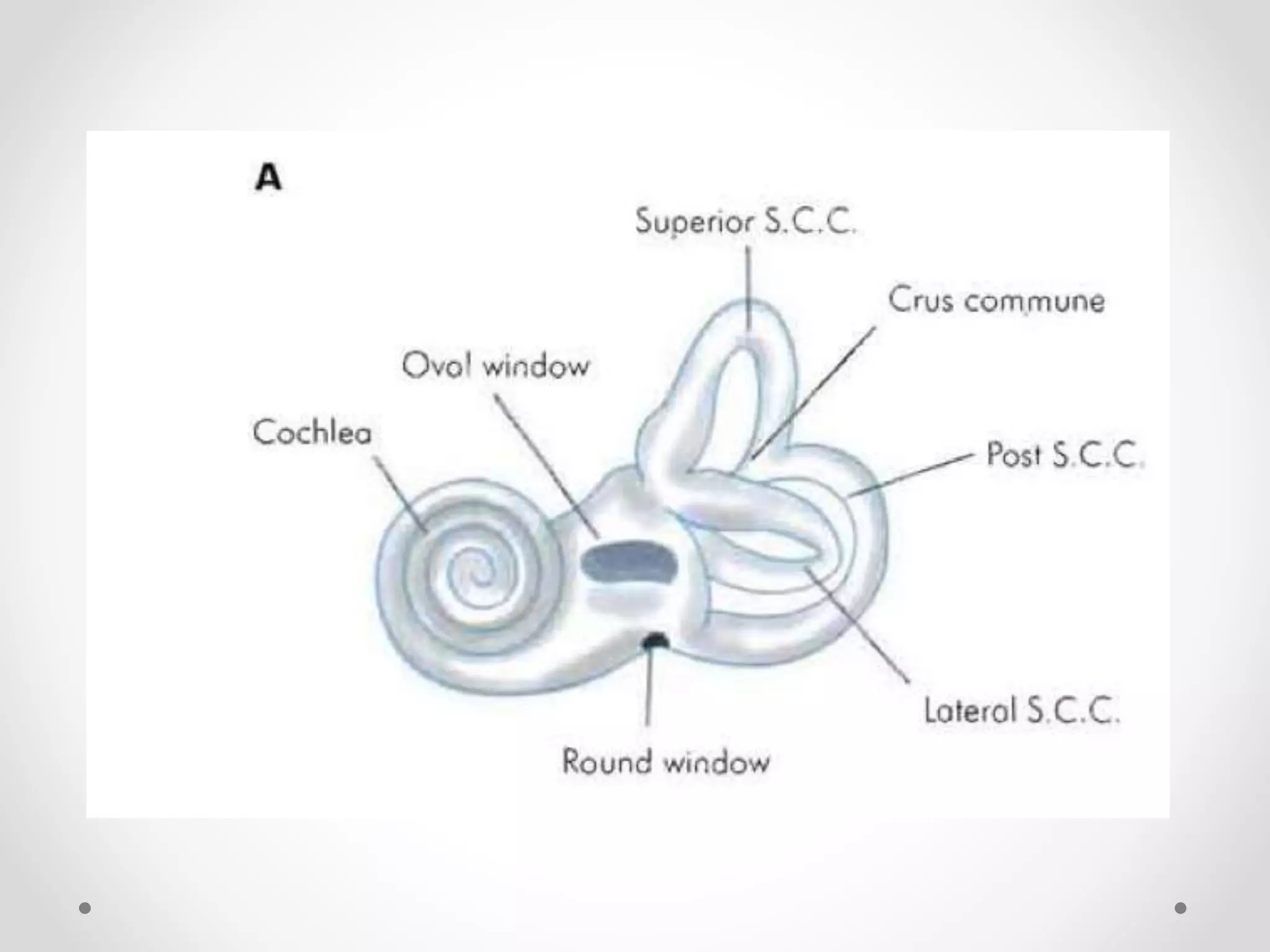Anatomy of inner ear | PPTX