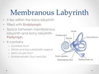 Anatomy of inner ear | PPTX