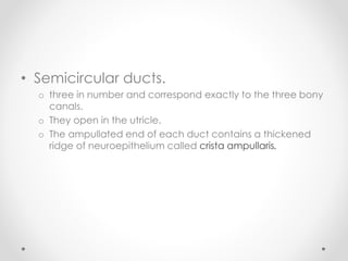 Anatomy of inner ear | PPTX