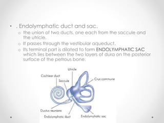 Endolymphatic Duct
