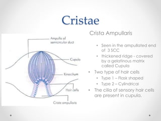 Cristae Ear
