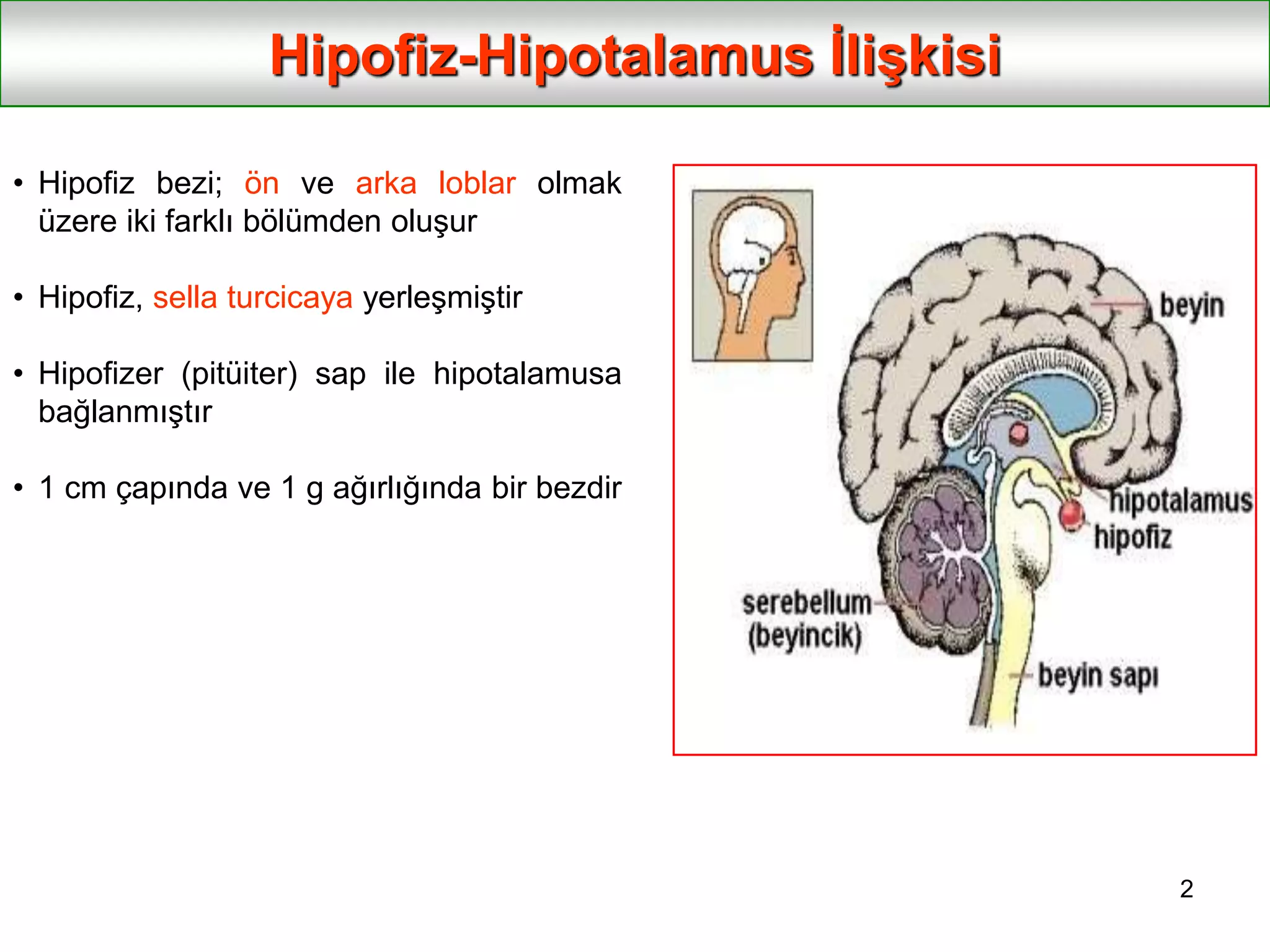 Hipofiz hipotalamus | PPTX