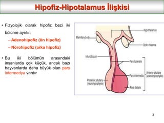 Hipofiz hipotalamus | PPTX