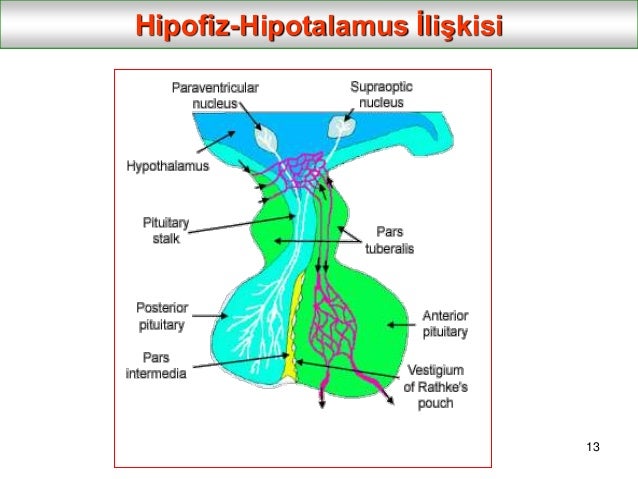 Hipofiz hipotalamus