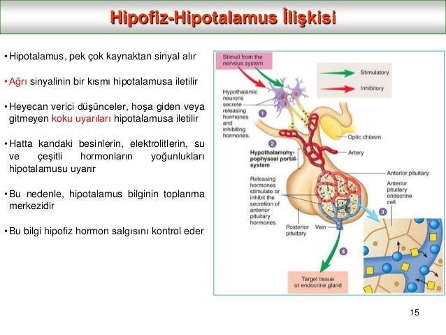 Hipofiz hipotalamus