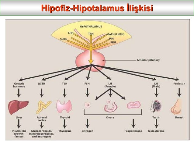 Hipofiz hipotalamus