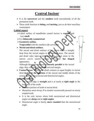 3.incisors | PDF