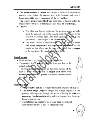 3.incisors | PDF