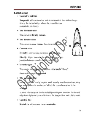 3.incisors | PDF