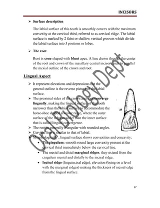 3.incisors | PDF