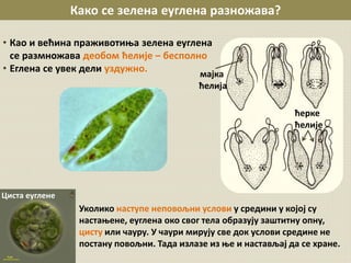 Carstvo protista- bičari | PPTX