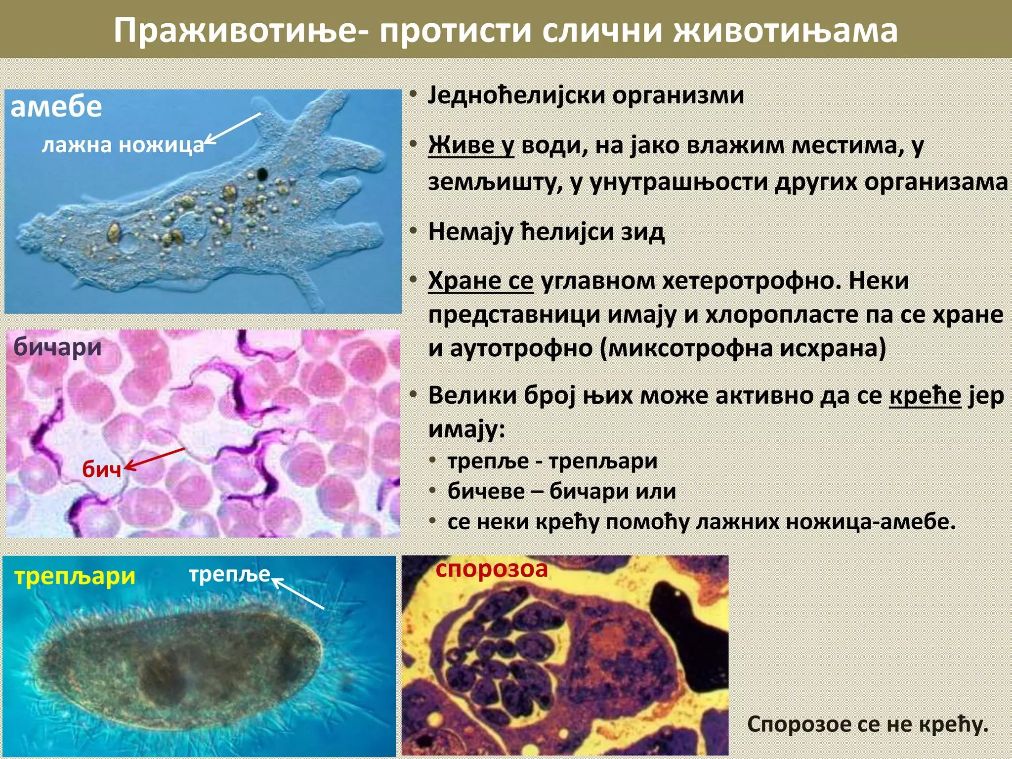 Carstvo protista- trepljari | PPTX