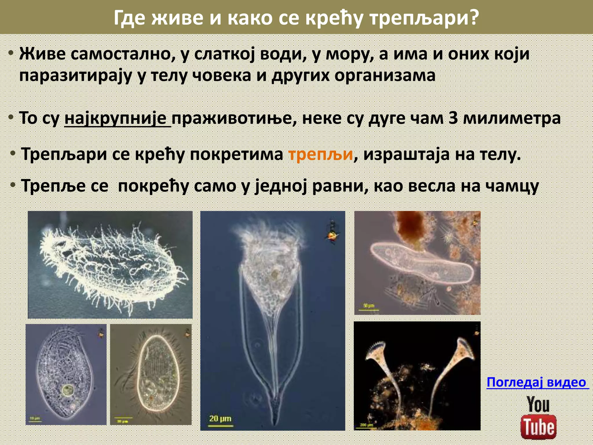 Carstvo protista- trepljari | PPTX