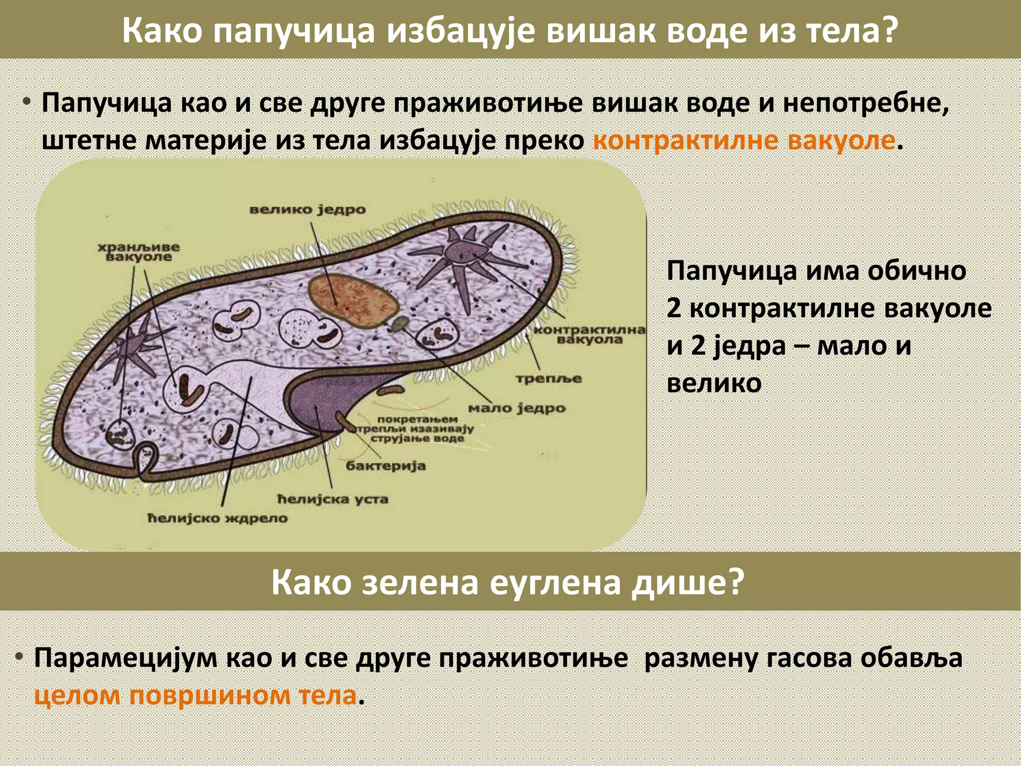Carstvo protista- trepljari | PPTX