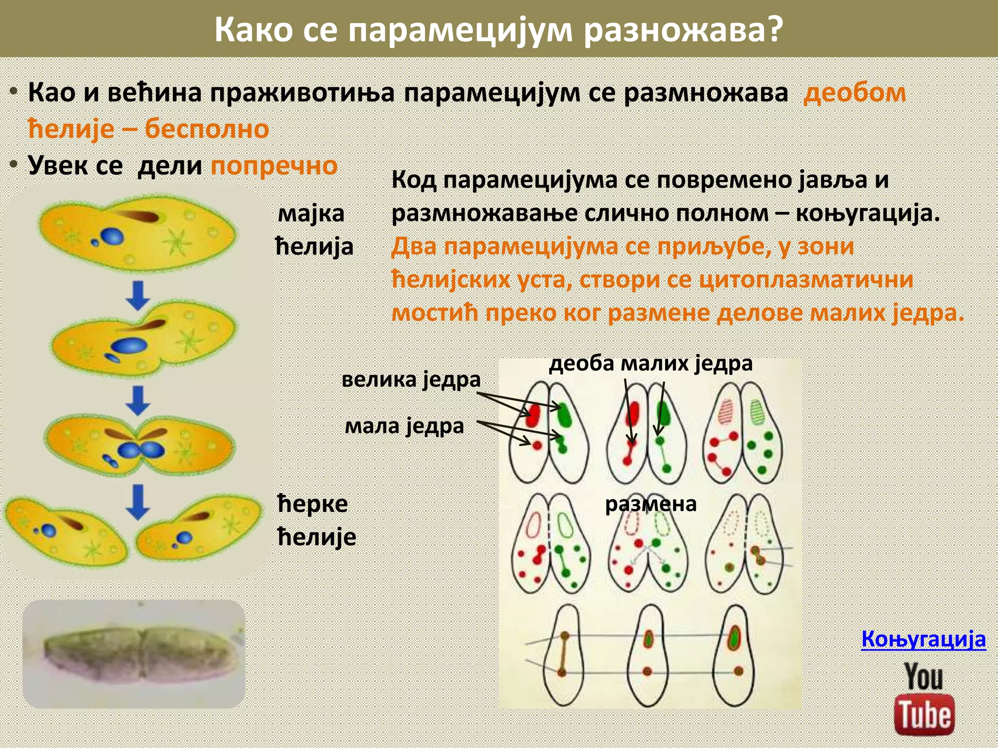 Carstvo protista- trepljari | PPTX