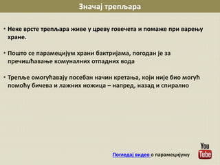 Carstvo protista- trepljari | PPTX