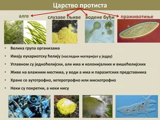 Carstvo protista- trepljari | PPTX