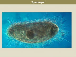 Carstvo protista- trepljari | PPTX