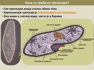 Carstvo protista- trepljari | PPTX