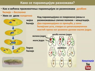 Carstvo protista- trepljari | PPTX