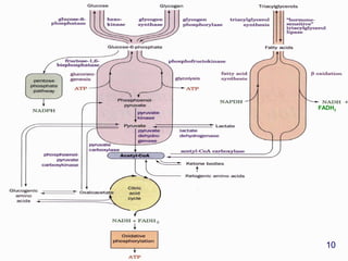 3.5. integrasi metabolisme | PPT