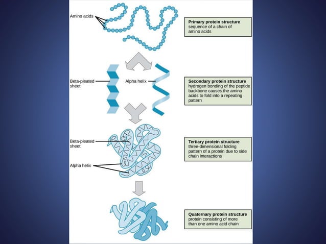 3. biological macromolecules, bio 101 | PPTX