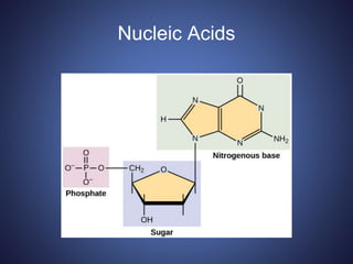 Nucleic Acids Macromolecule
