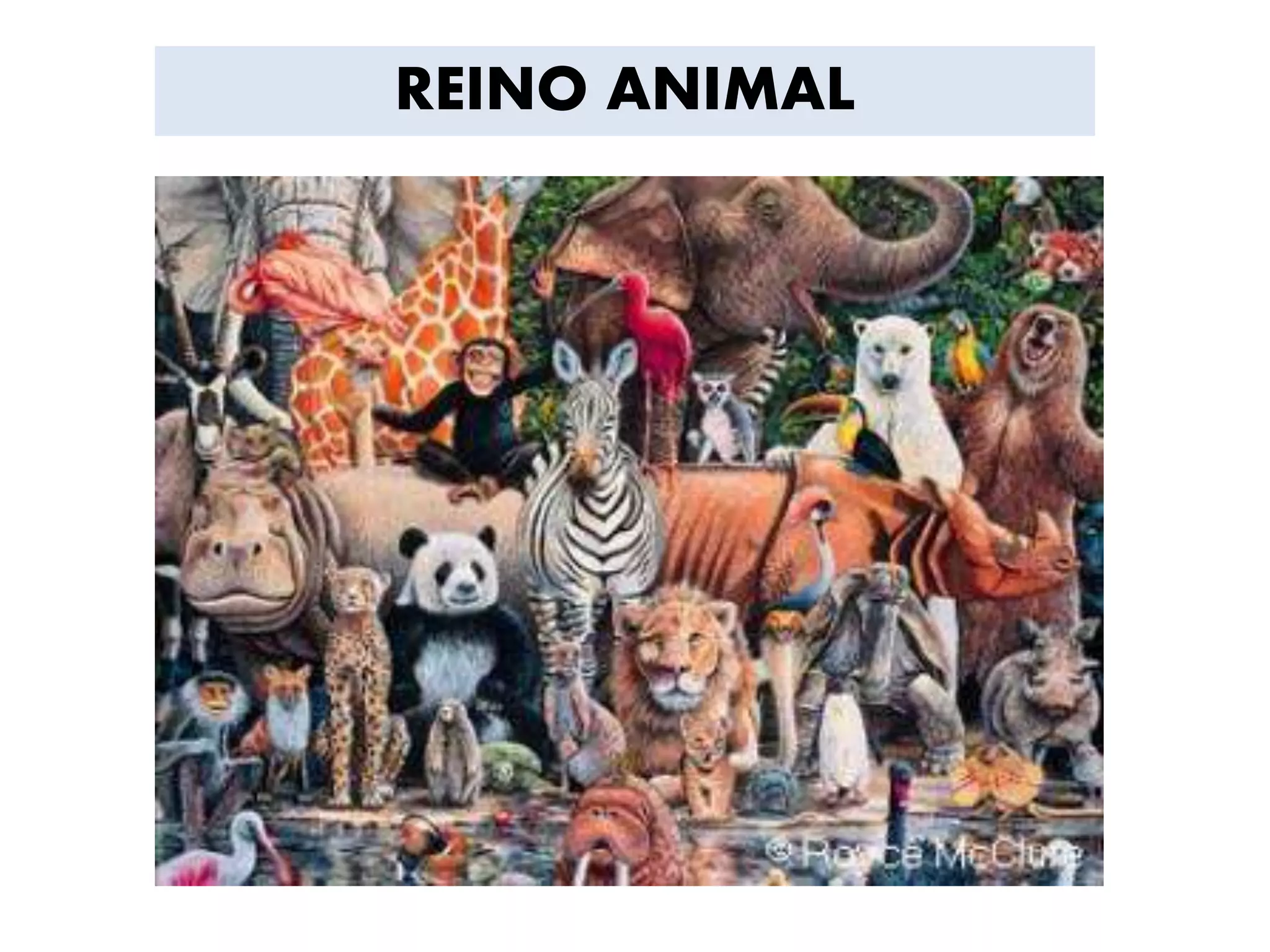 Reino animal. Invertebrados I | PPT | Descarga Gratuita