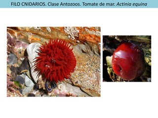 Reino animal. Invertebrados I | PPTX