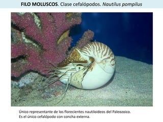 Reino animal. Invertebrados I | PPTX