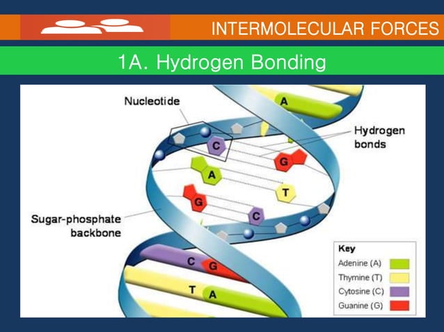 Intermolecular Forces | PPTX | Chemistry | Science