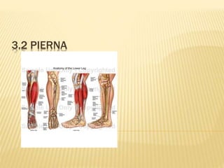 3.2 Pierna | PPTX