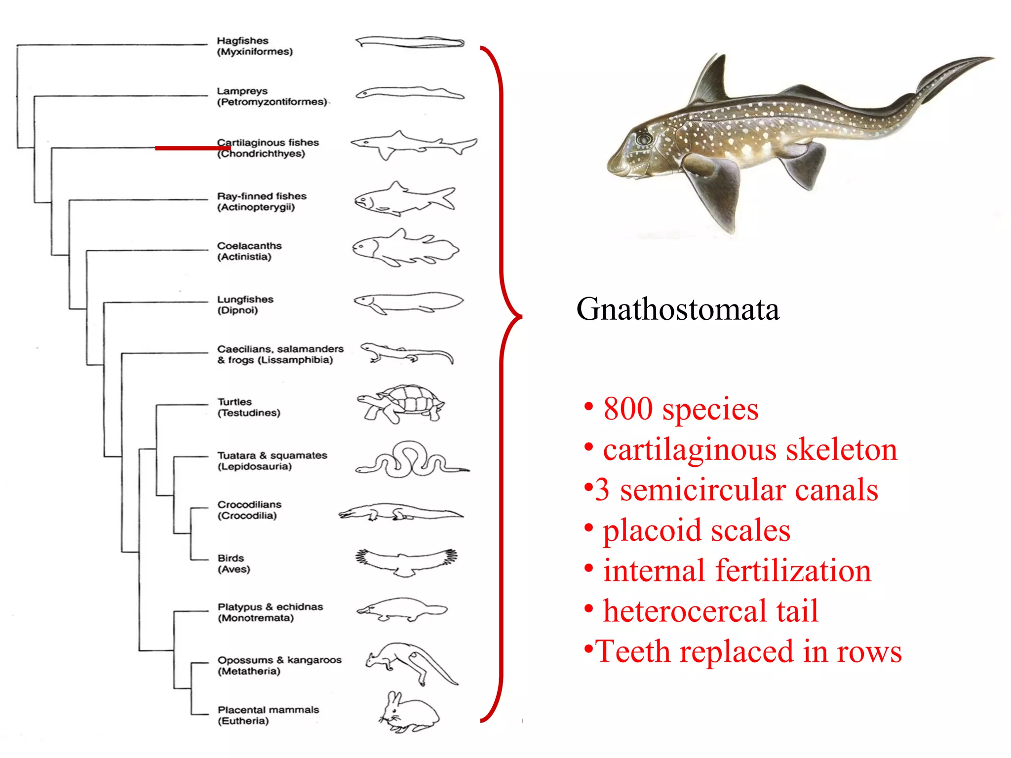 chondrichthyes | PPT