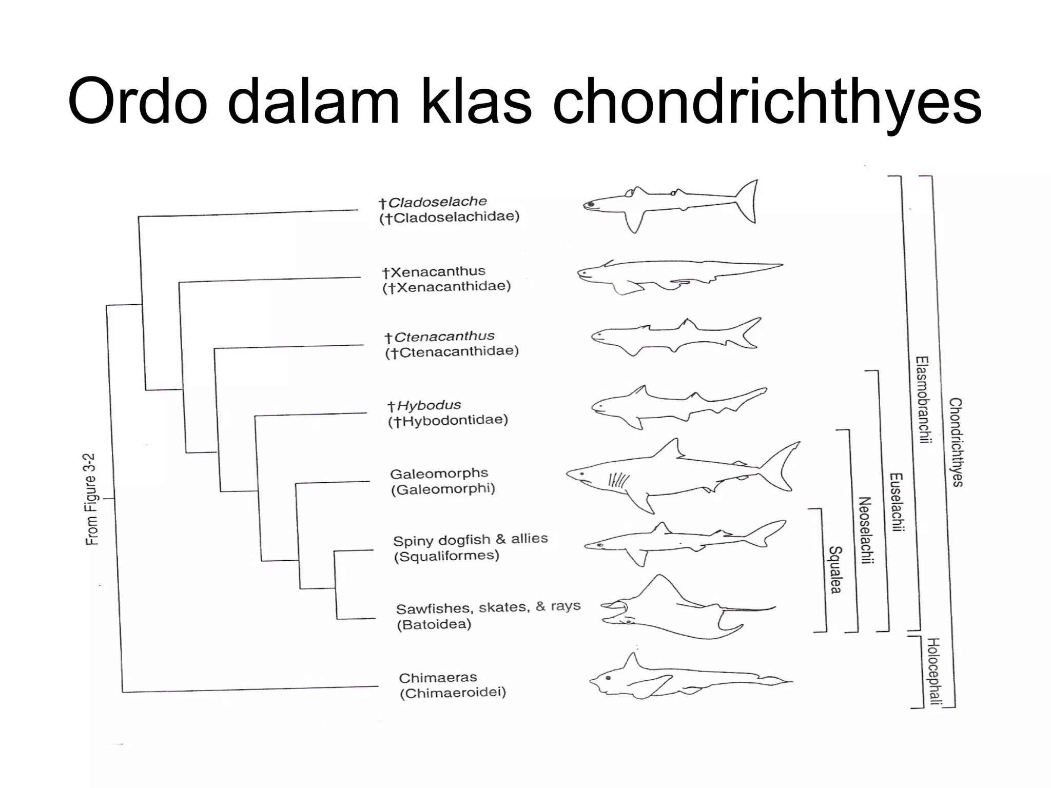 chondrichthyes | PPT