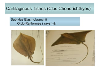 chondrichthyes | PPT