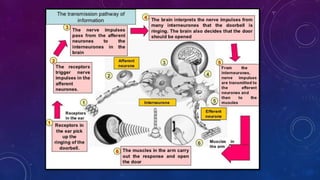 3.2 part 2 by group mighty chondrion ( 5 curie) | PPT