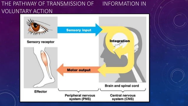 3.2 part 2 by group mighty chondrion ( 5 curie) | PPT