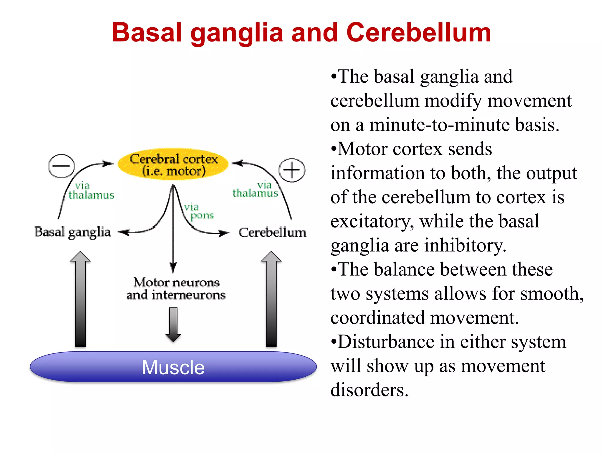 3.basal ganglia kjg | PDF