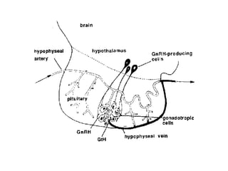 Fish Pituitary Gland | PPT