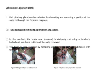 Fish Pituitary Gland | PPT