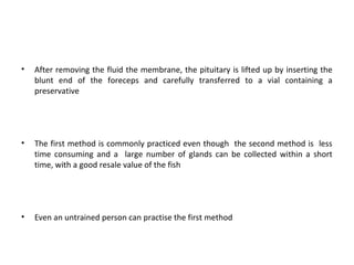 Fish Pituitary Gland | PPT