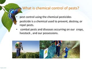 Chemical Control | PPTX