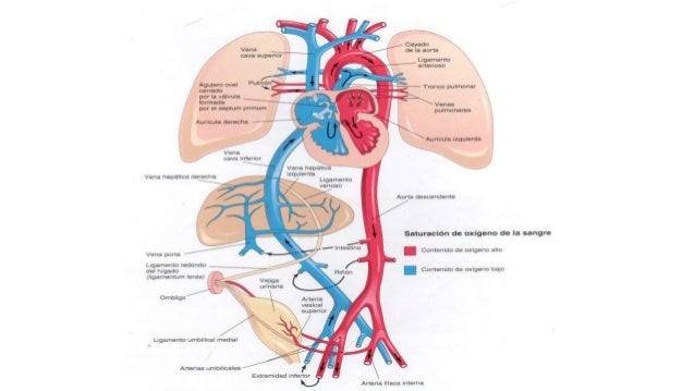 circulación fetal y neonatal
