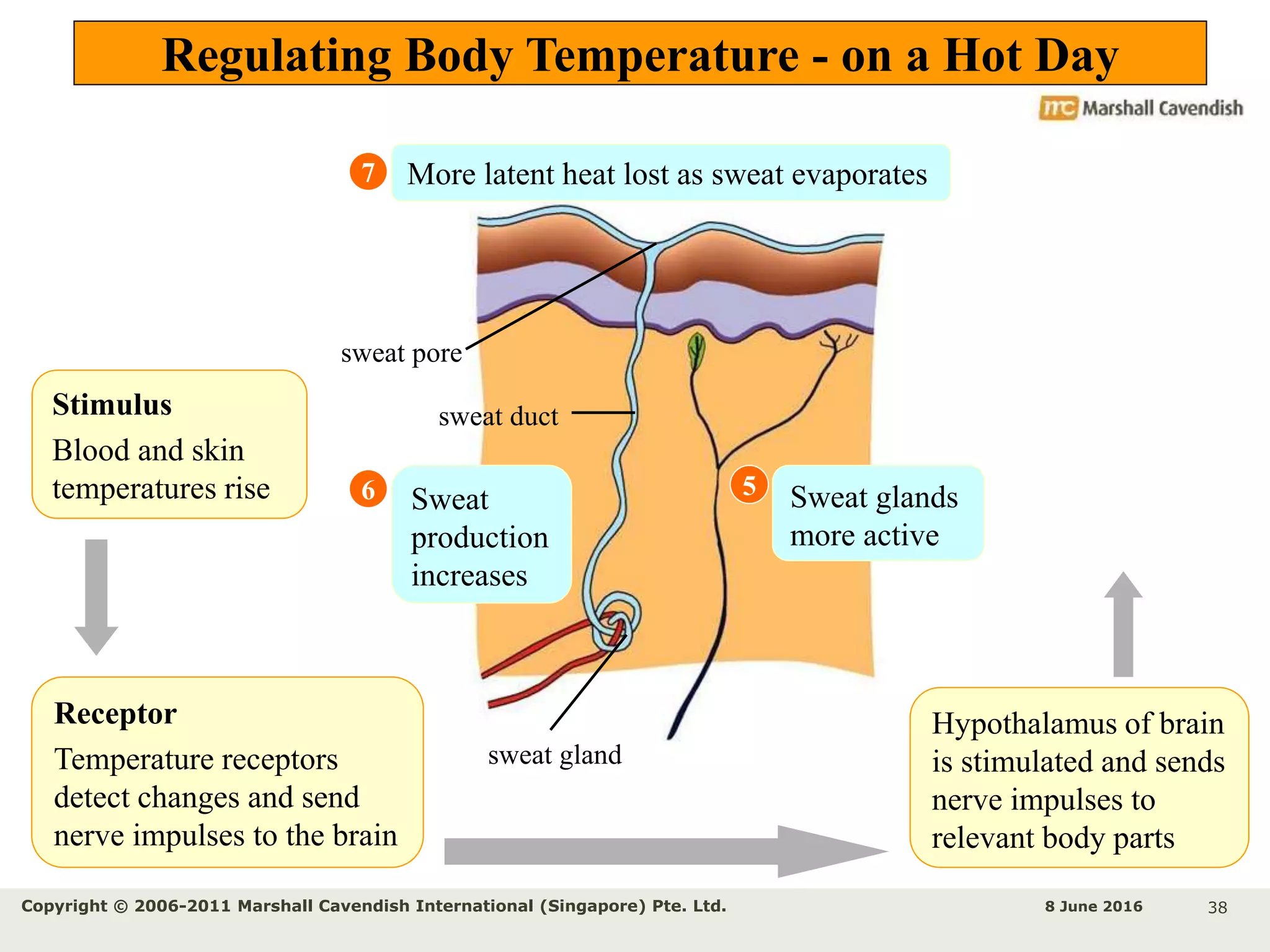 Biology Form 5 Chapter 3 - Coordination & Response Part 5 - Body ...