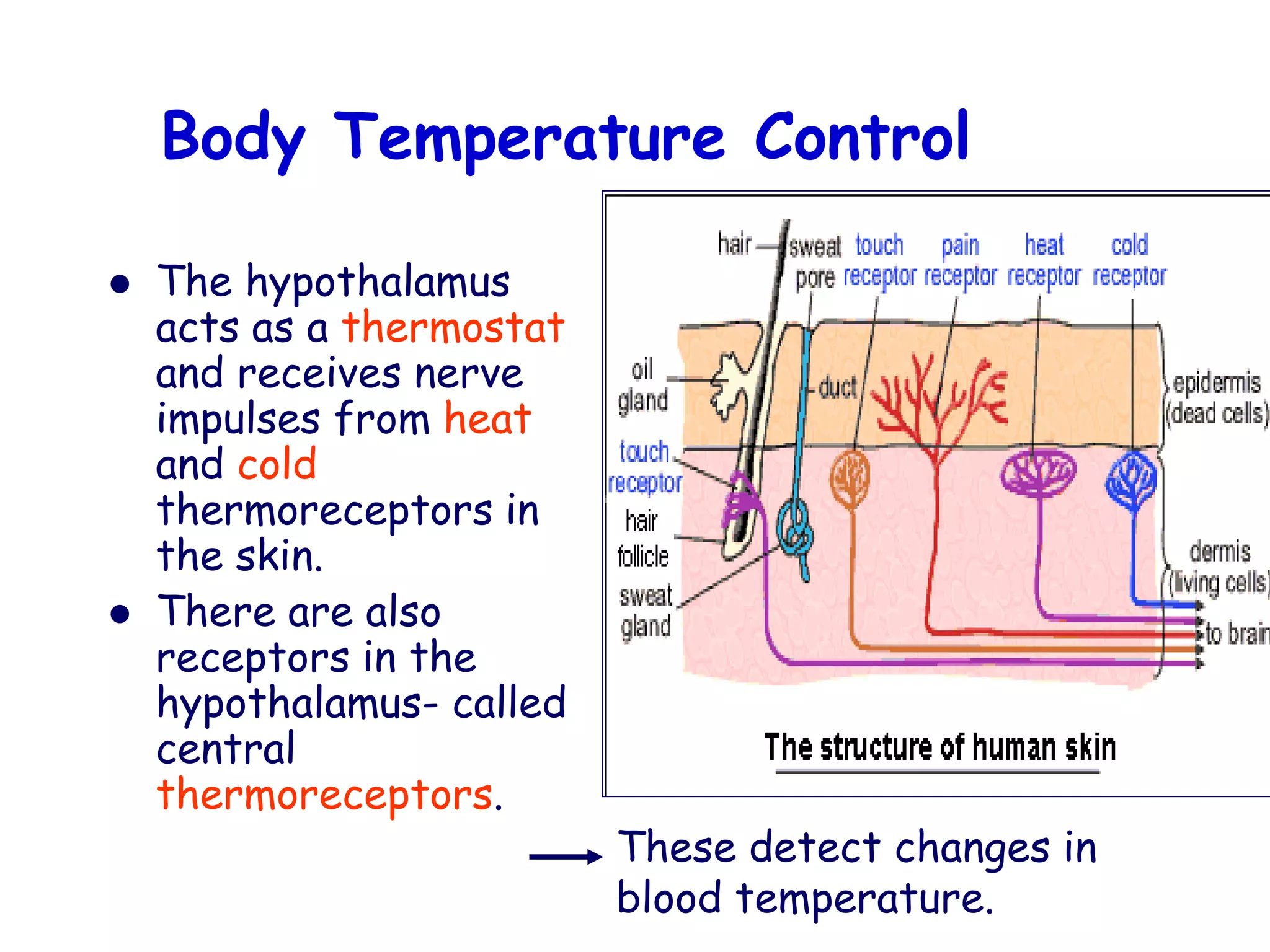 Biology Form 5 Chapter 3 - Coordination & Response Part 5 - Body ...
